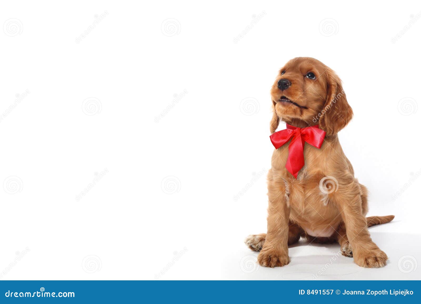 Puppy with red bow stock image. Image of gift, puppy, animal - 8491557