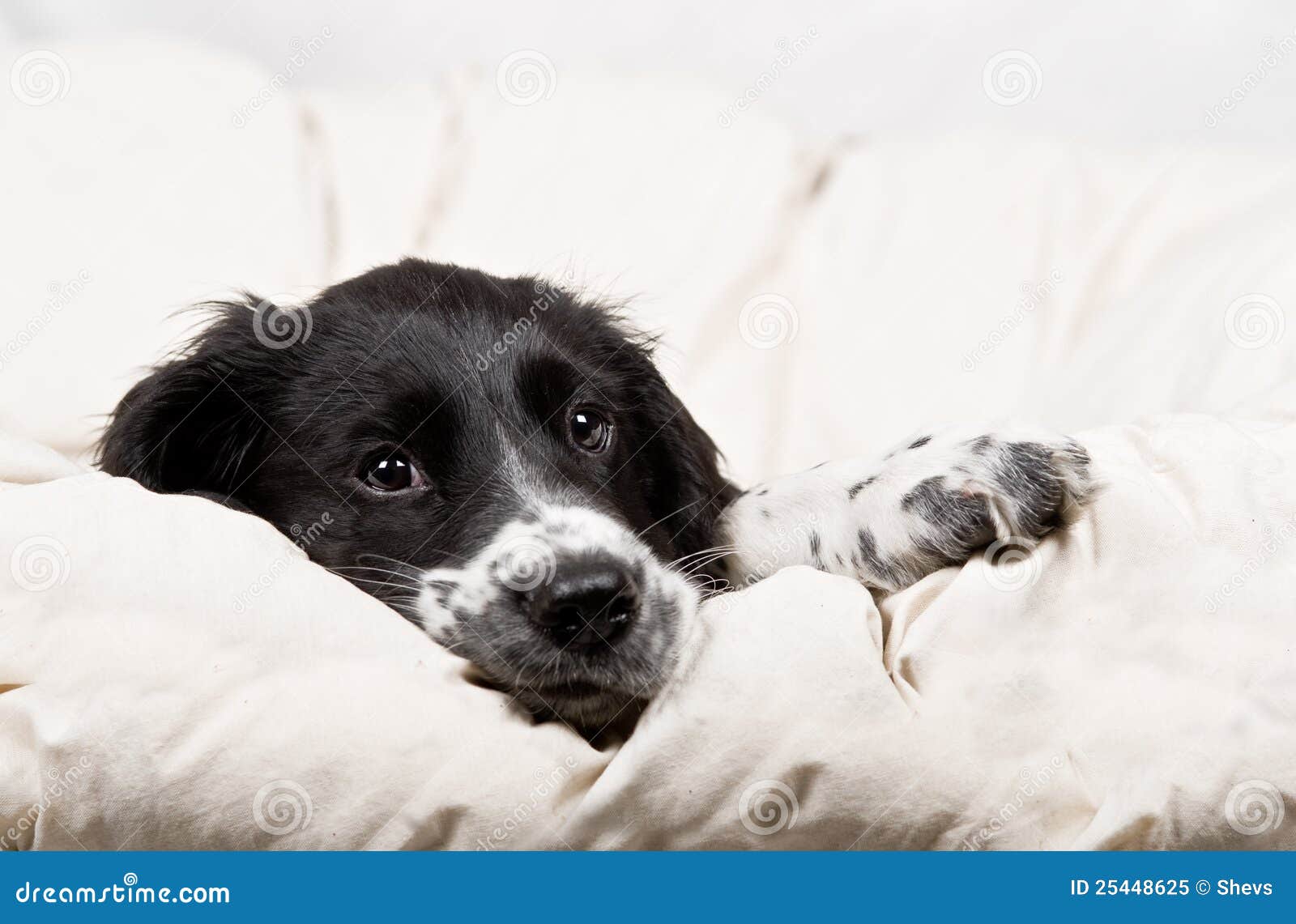 Puppy resting on a blanket stock image. Image of fatigued - 25448625