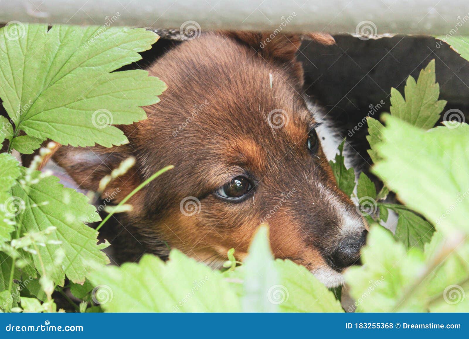 Puppy resting in the grass stock photo. Image of breed - 183255368