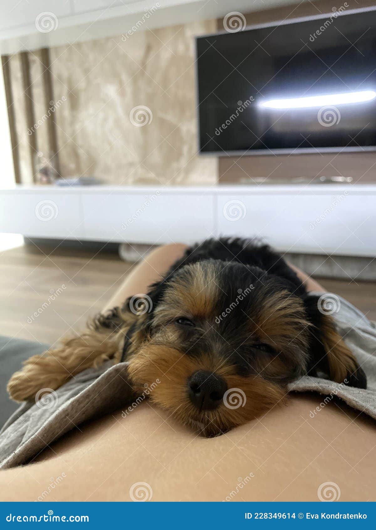 The puppy is resting stock photo. Image of human, belly - 228349614