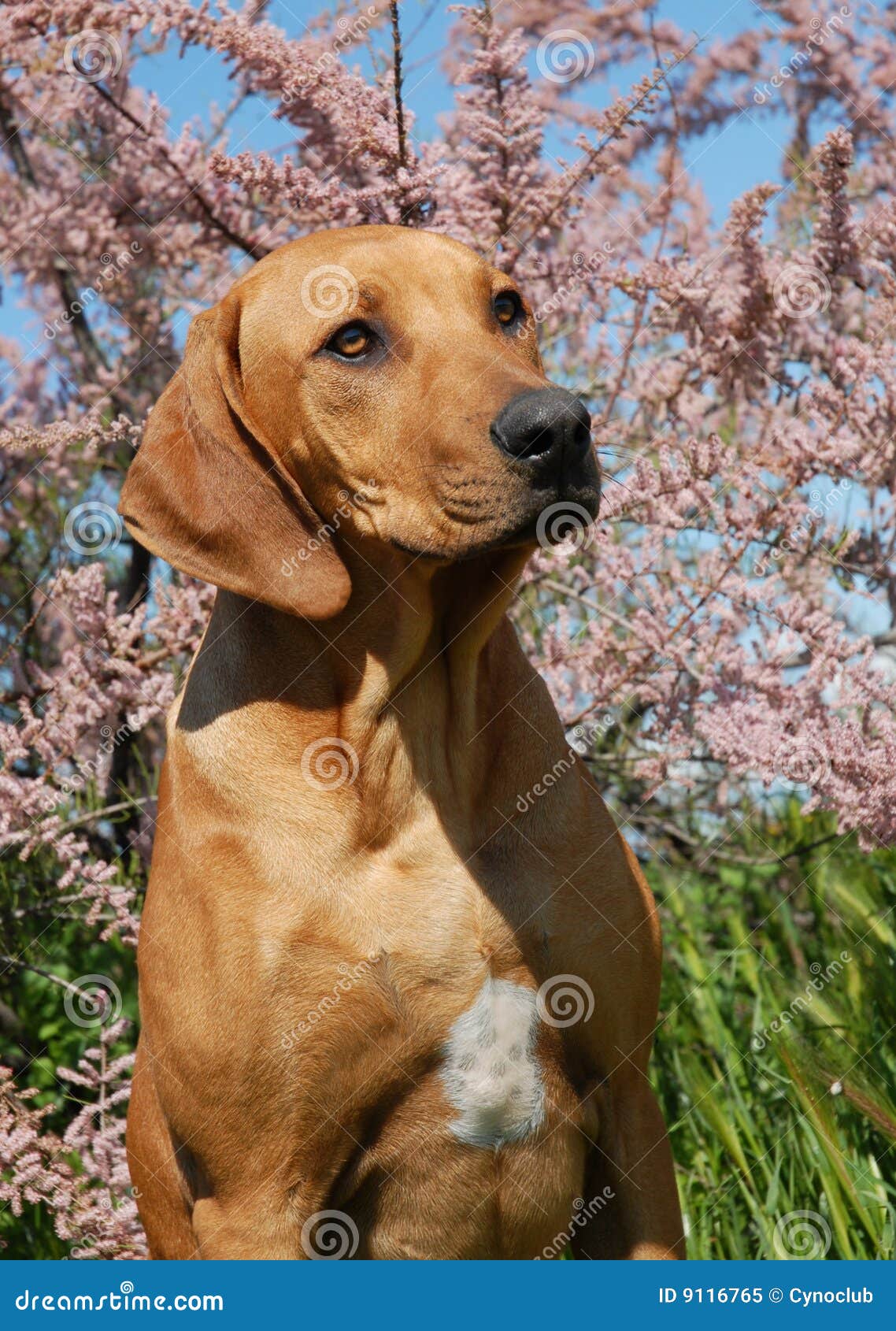 Puppy Rhodesian Ridgeback Royalty-Free Stock Photography ...