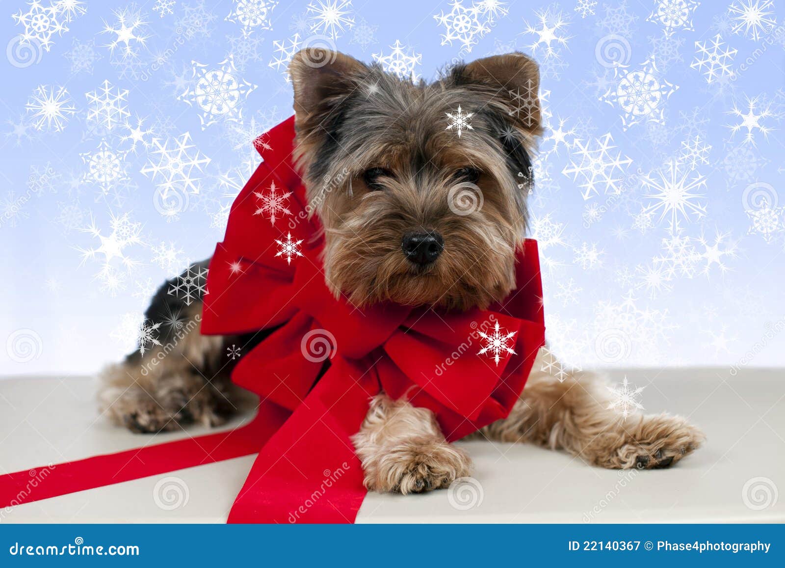 Puppy ribbon snow stock image. Image of noel, breed, cute - 22140367