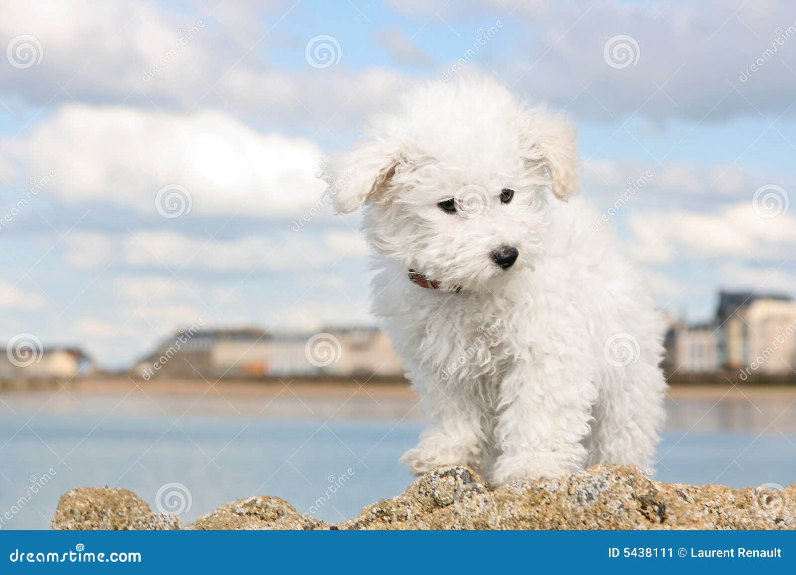 Puppy on the rocks stock image. Image of pure, nature - 5438111