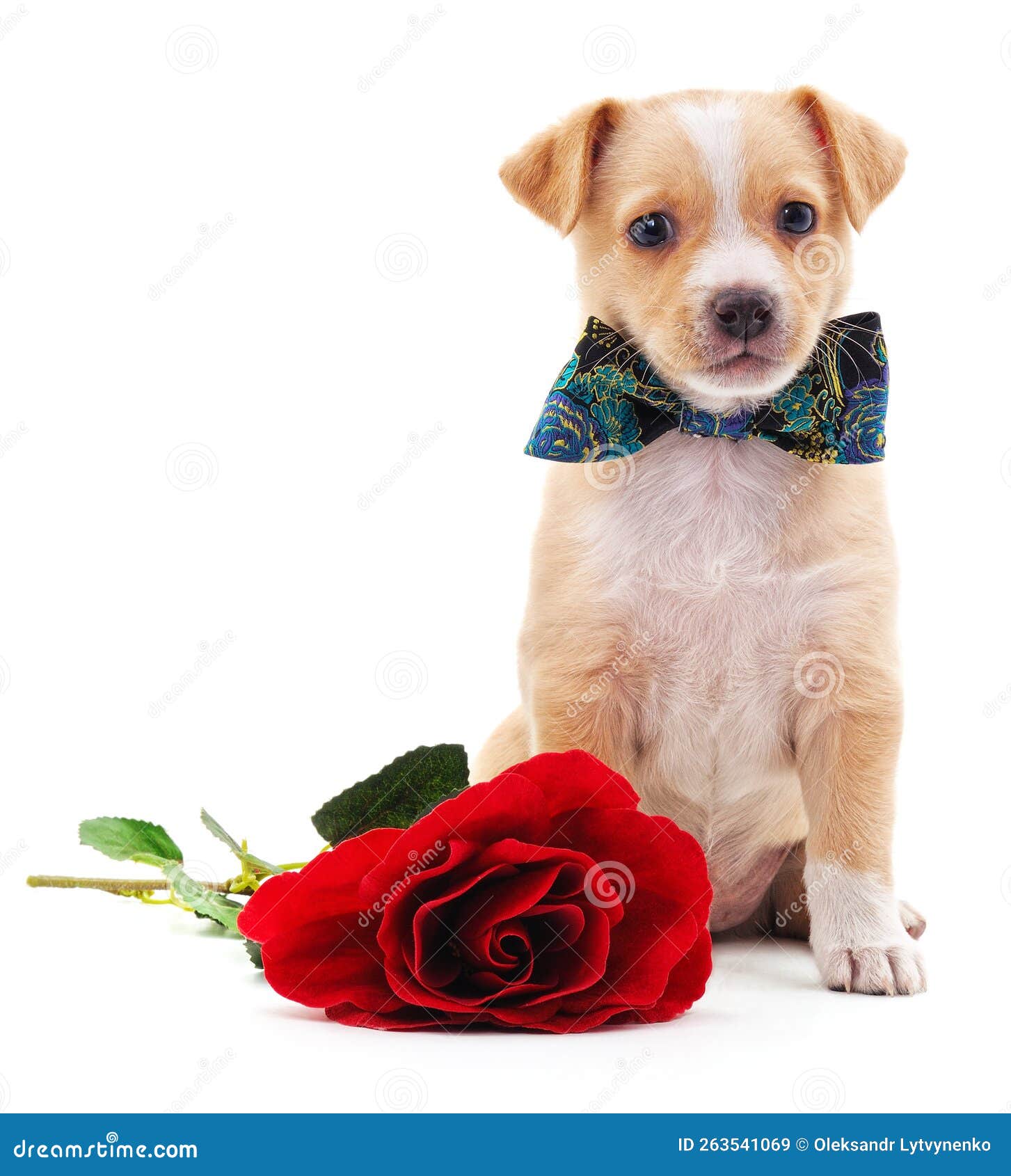 Puppy with a rose stock image. Image of macho, loyalty - 263541069