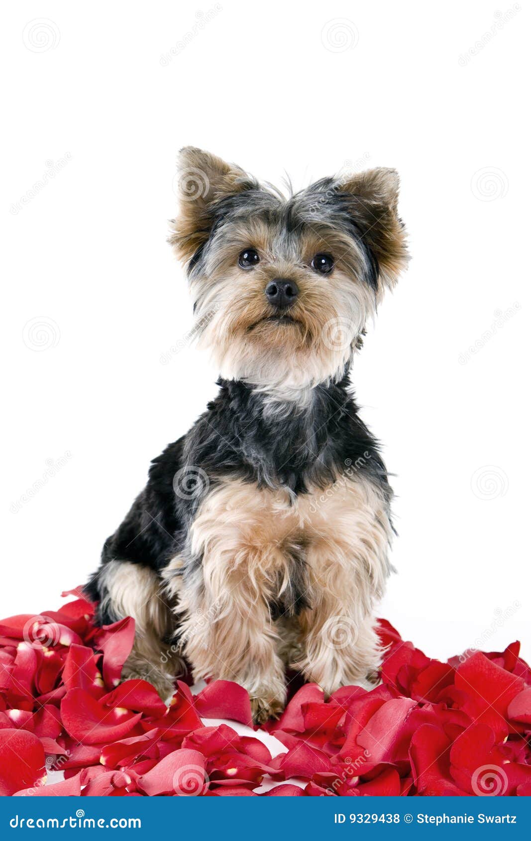 Puppy in rose petals stock photo. Image of yorkie, terrier - 9329438