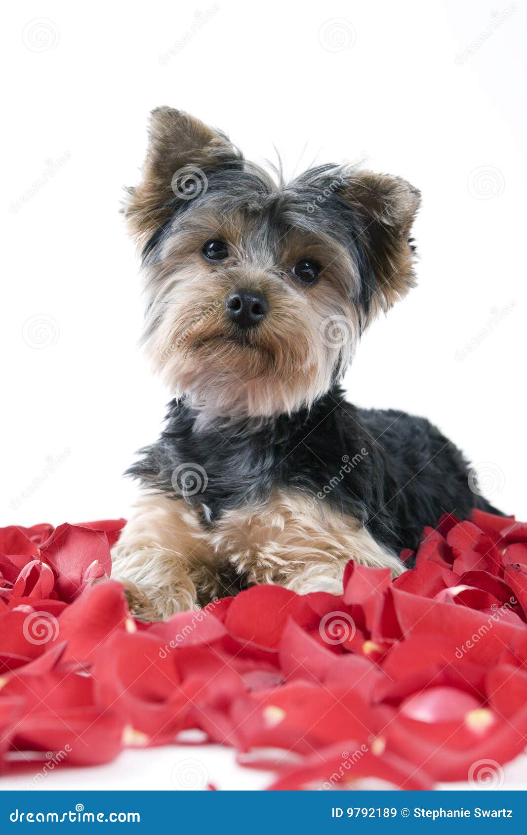 Puppy in rose petals stock image. Image of rose, yorkshire - 9792189