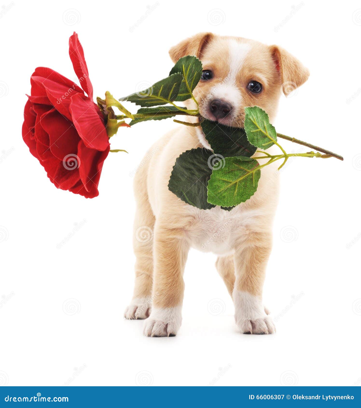 Puppy with a rose. stock image. Image of love, pets, celebrations ...