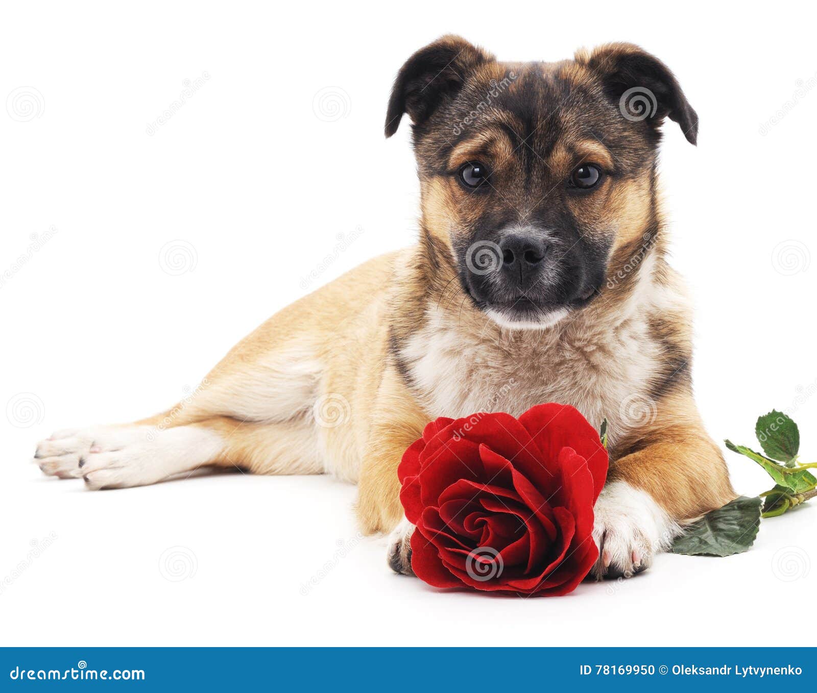 Puppy with a rose. stock photo. Image of emotion, purebred - 78169950