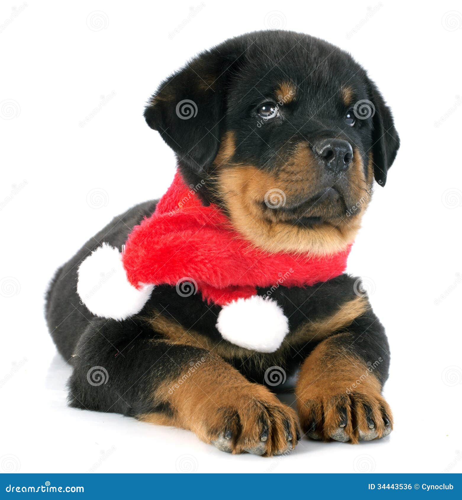 Puppy rottweiler Kerstmis stock foto. Image of onderaan - 34443536