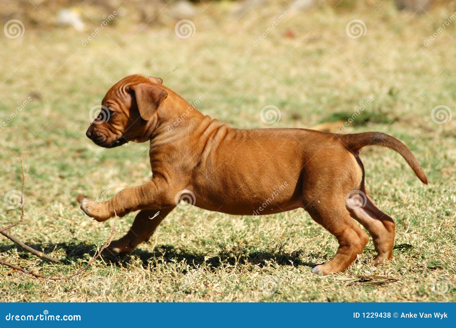 Puppy running stock photo. Image of brown, cute, carnivore - 1229438