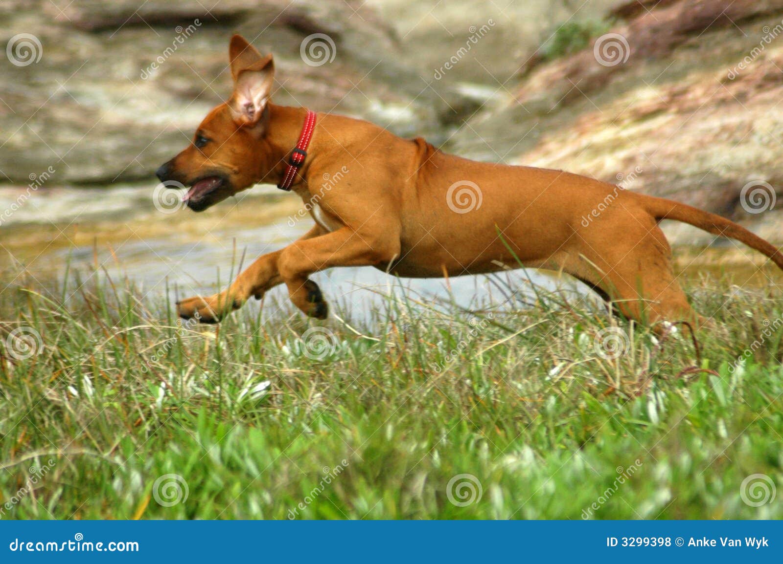 Puppy running stock photo. Image of dogs, adorable, enjoying - 3299398
