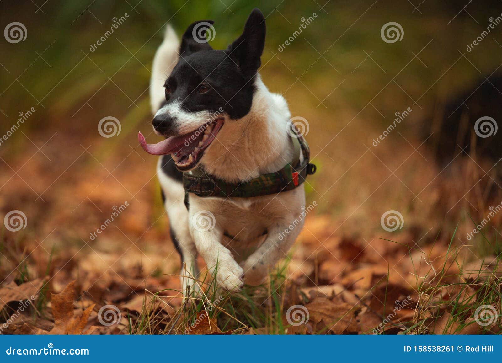 Puppy running in dog park stock image. Image of breed - 158538261