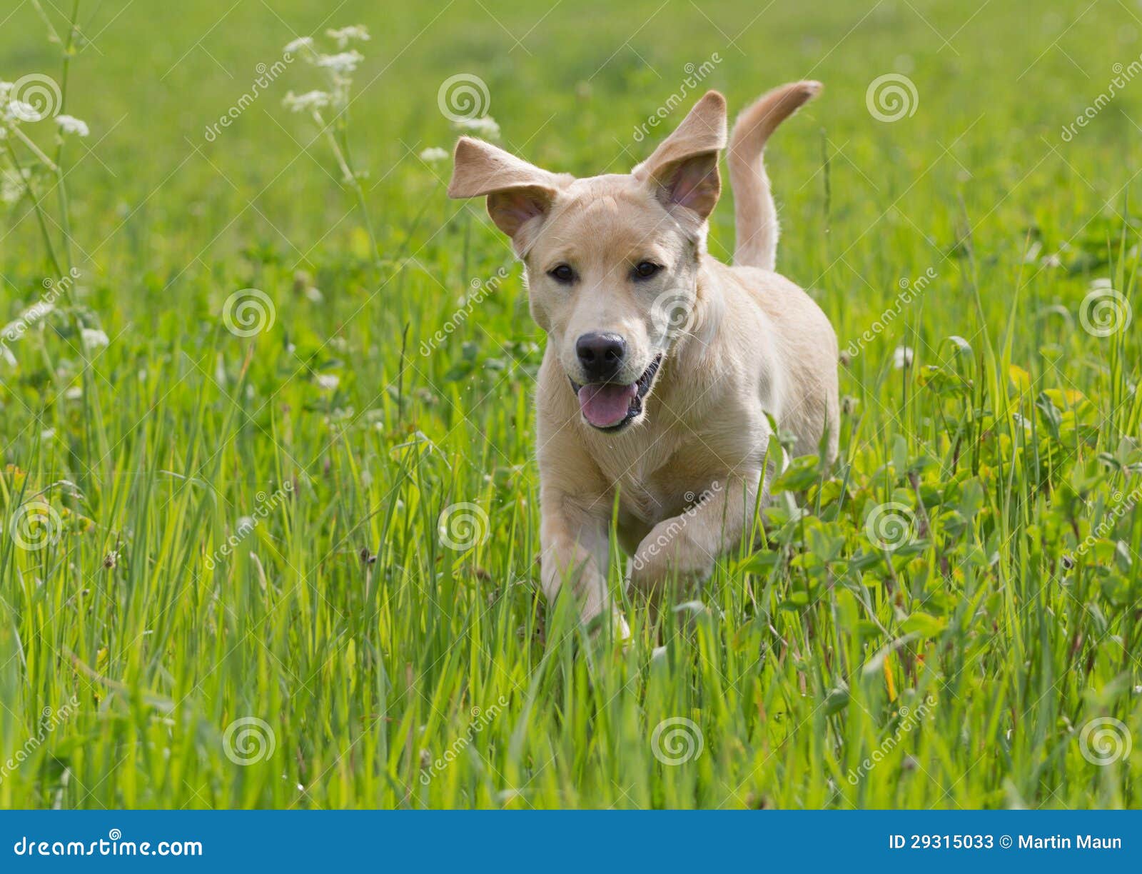 Puppy running in grass stock image. Image of cute, baby - 29315033