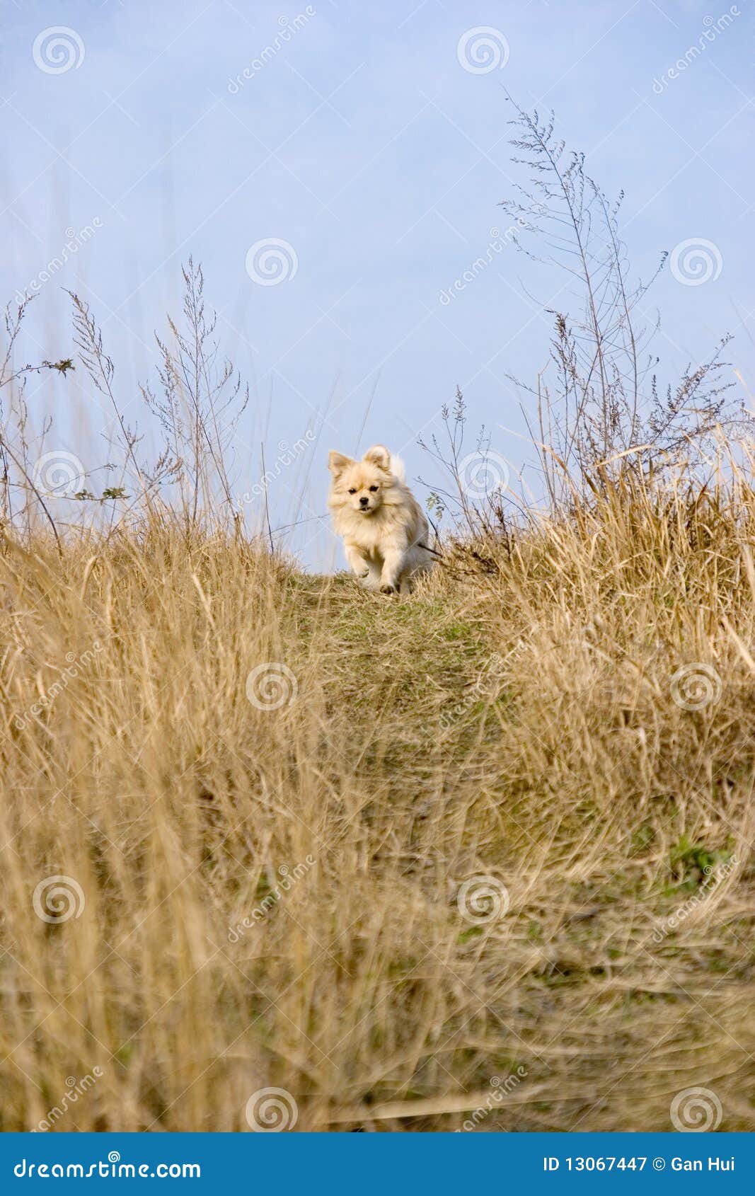 Puppy Running in Wild Field Stock Image - Image of field, life: 13067447