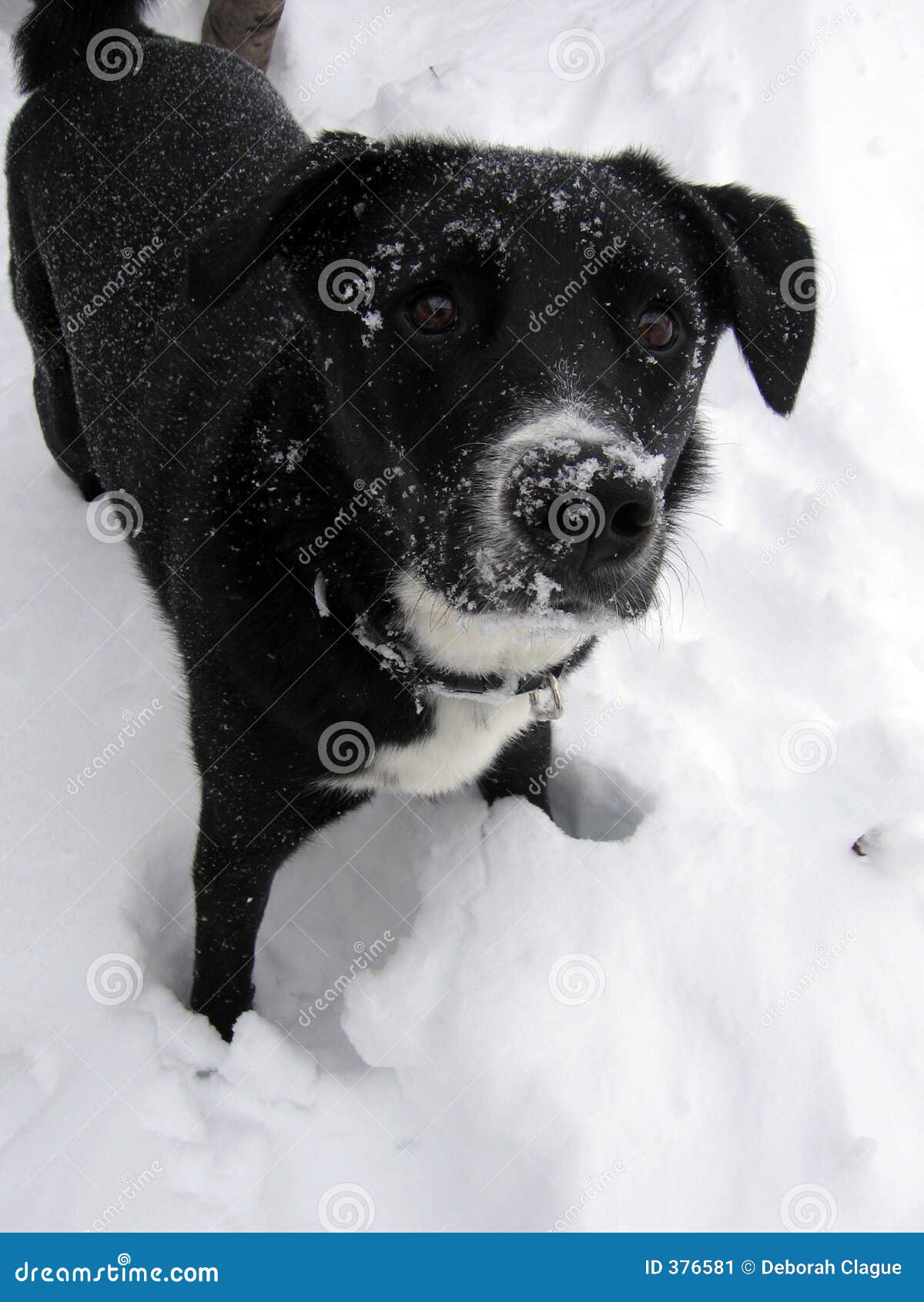 Puppy s First Snow stock image. Image of australian, cold - 376581
