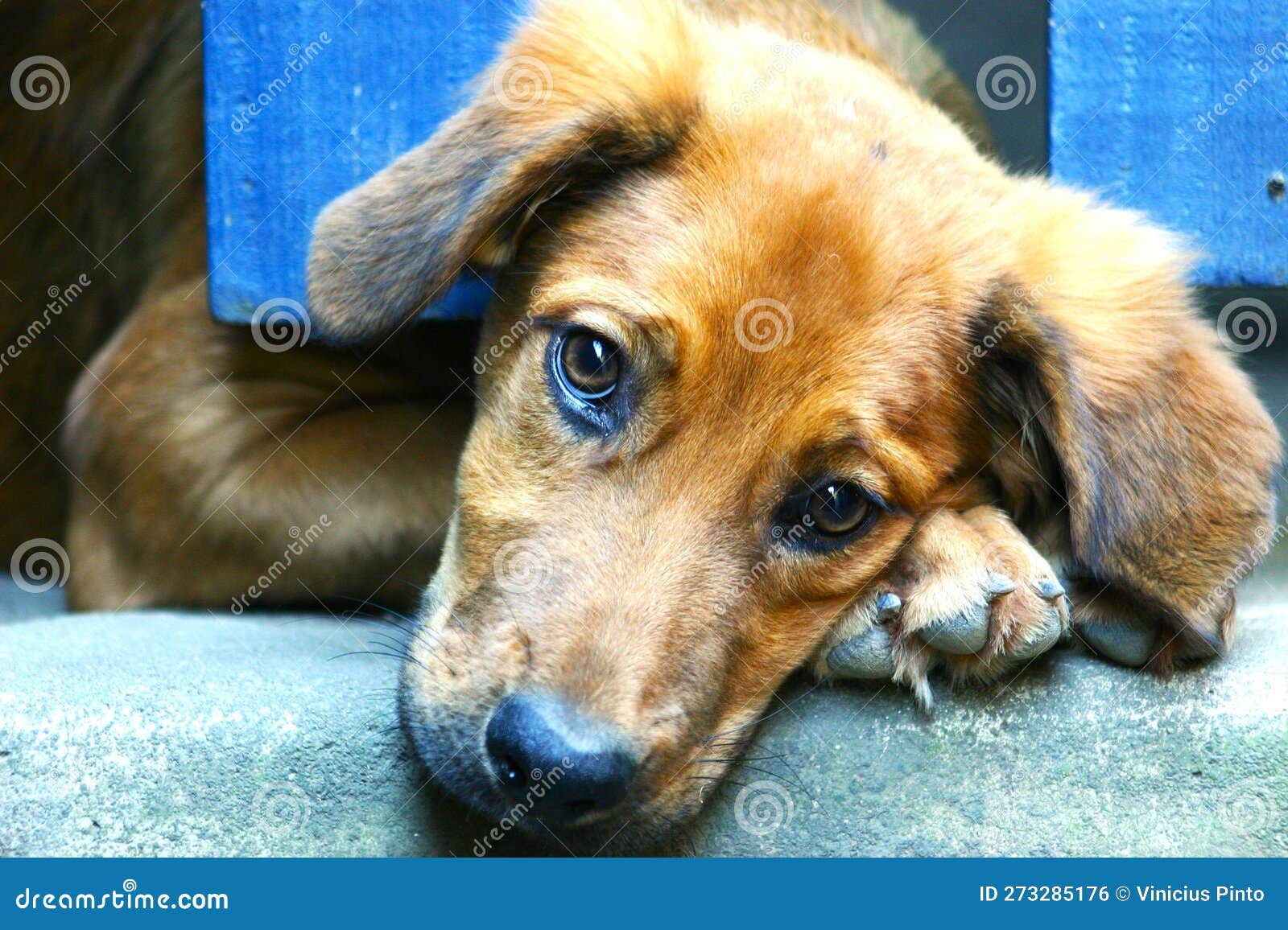 Puppy with Sad Look Behind the Gate Stock Photo - Image of animal ...