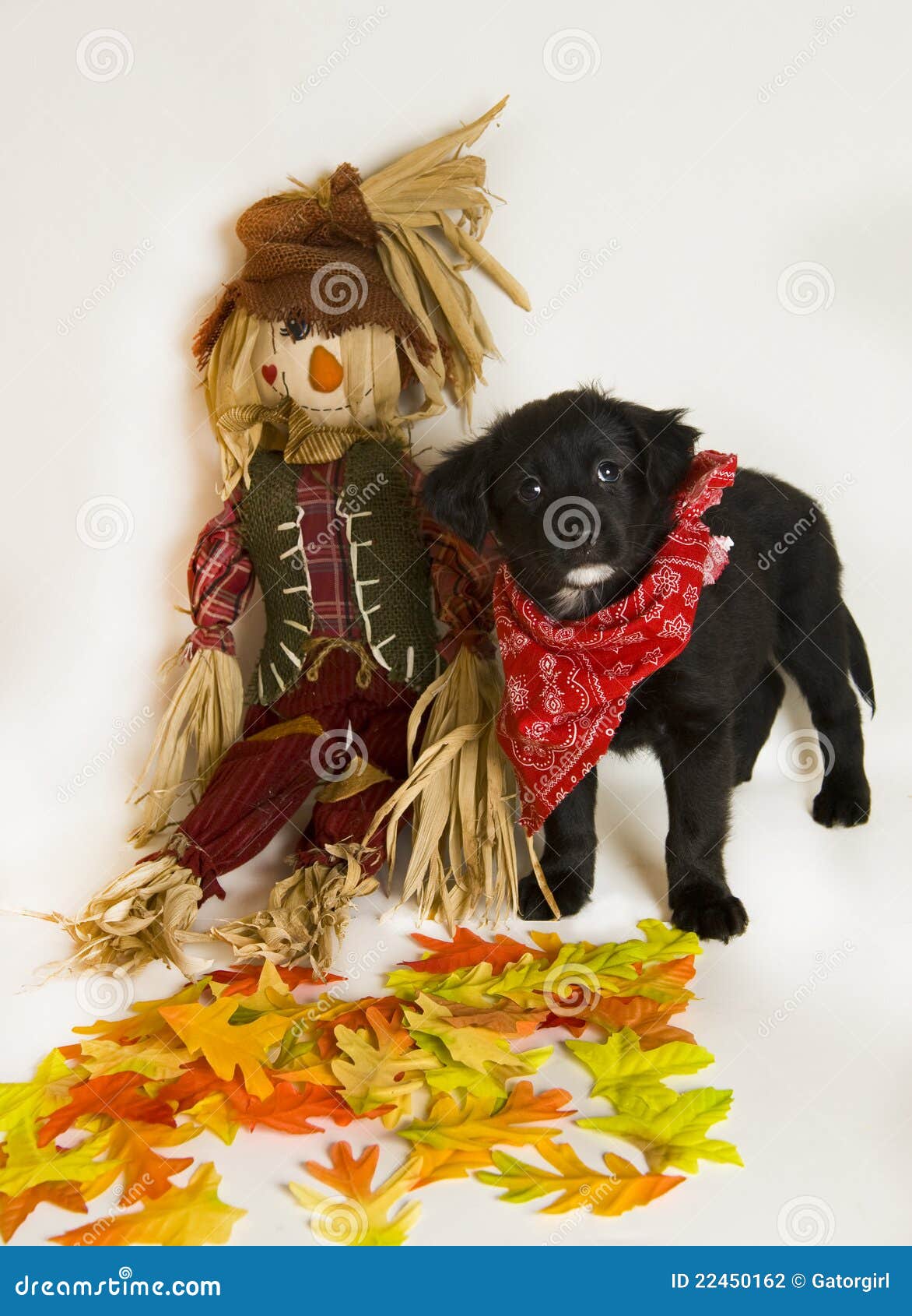 Puppy with Scarecrow and Leaves Stock Photo - Image of bandana, black ...