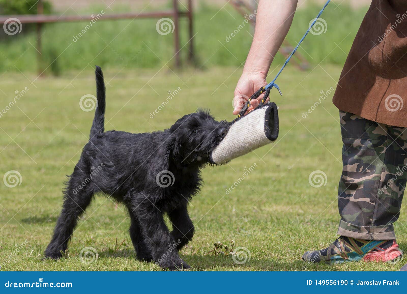 Puppy of Schnauzer Dog Bite Training Stock Photo - Image of cute, breed ...