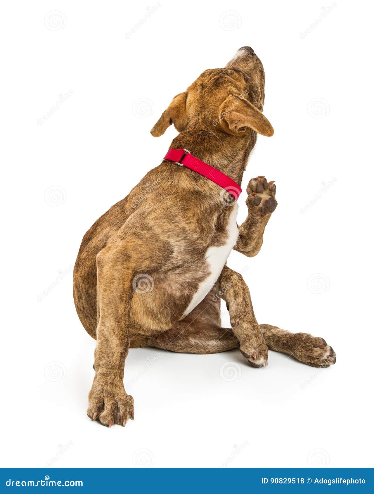 Puppy Scratching Itch - on White Stock Photo - Image of studio ...