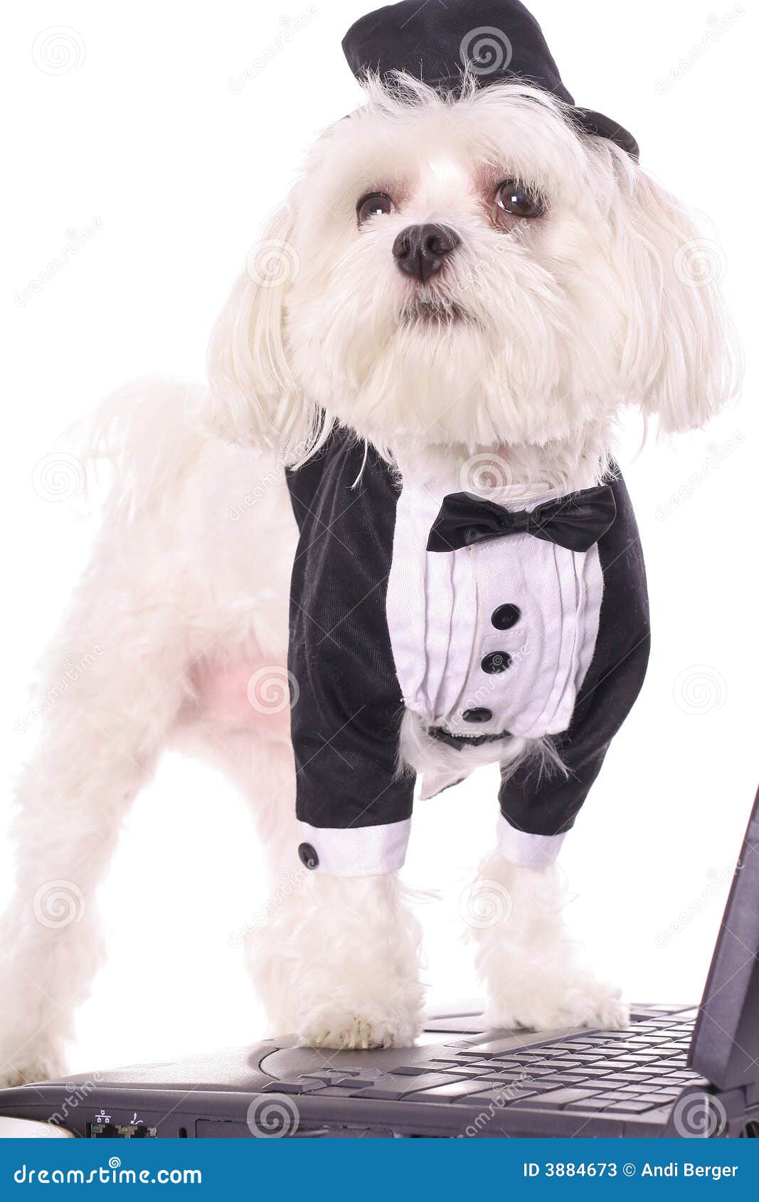 Puppy sending an email stock image. Image of customer - 3884673