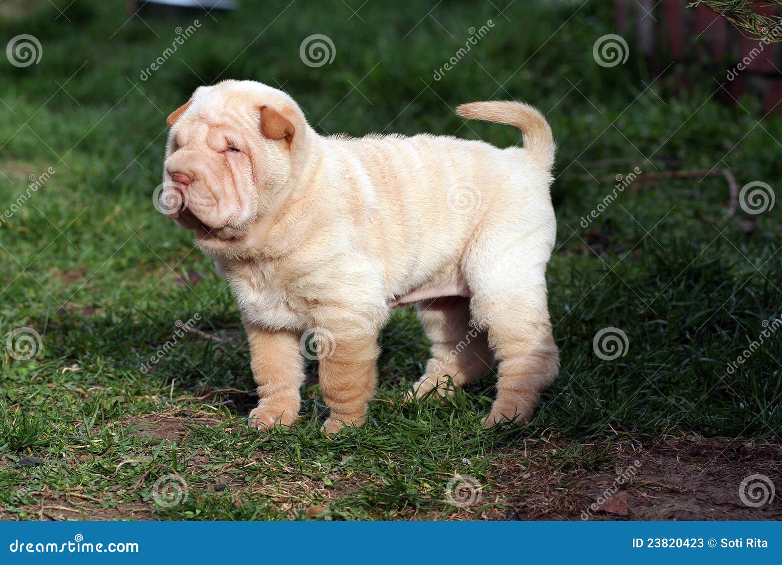 Puppy shar pei stock image. Image of baby, fawn, puppy - 23820423