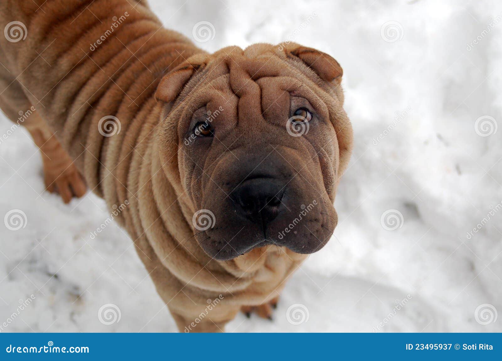 Puppy shar pei portrait stock image. Image of sweet, puppy - 23495937
