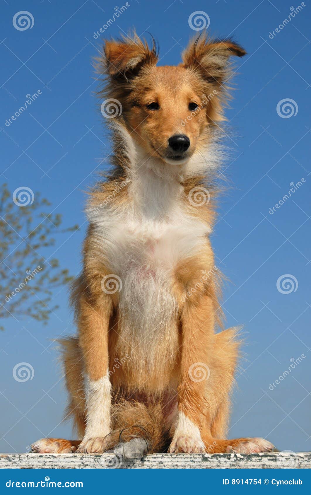 Puppy shetland sheepdog stock photo. Image of head, shetland - 8914754