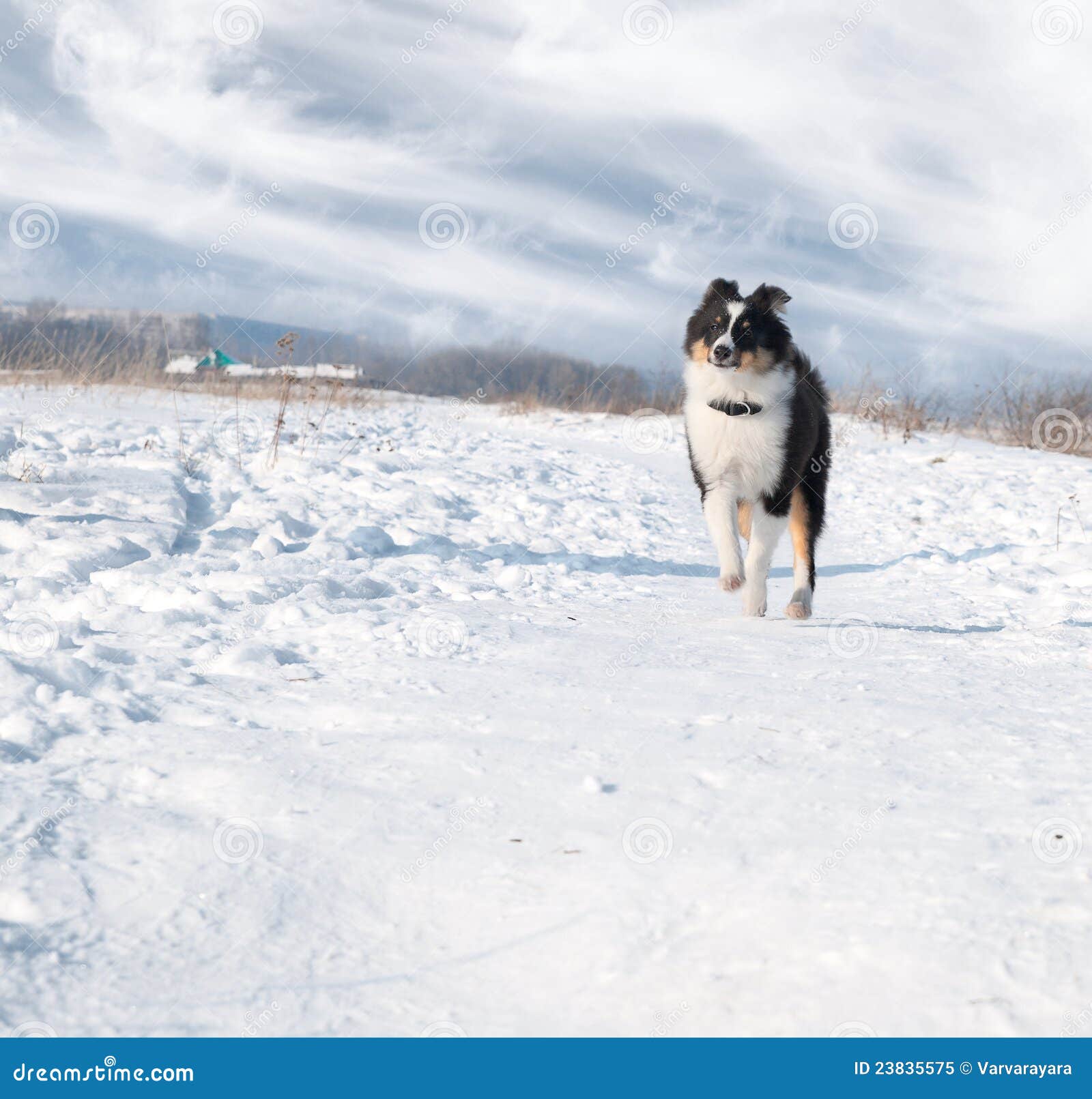 Puppy Shetland Sheepdog in the Snow Stock Image - Image of nice ...