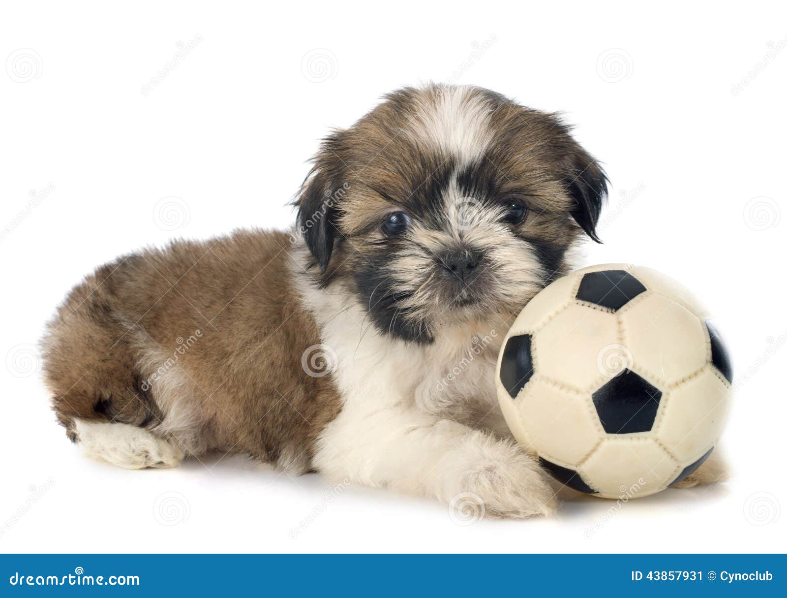 Puppy shitzu stock image. Image of isolated, puppy, hair - 43857931