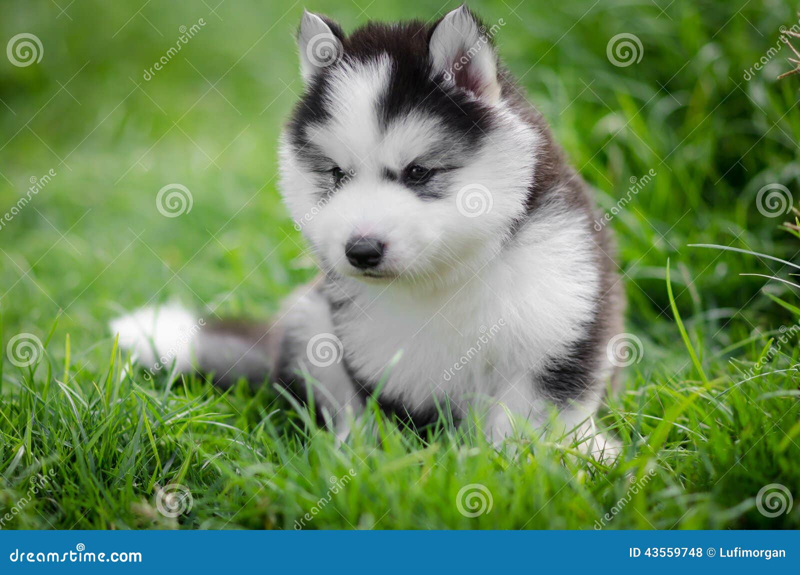 Howling Husky Puppy