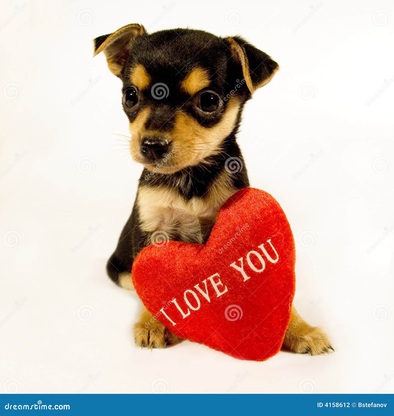 Puppy with sign stock photo. Image of close, cute, people - 4158612