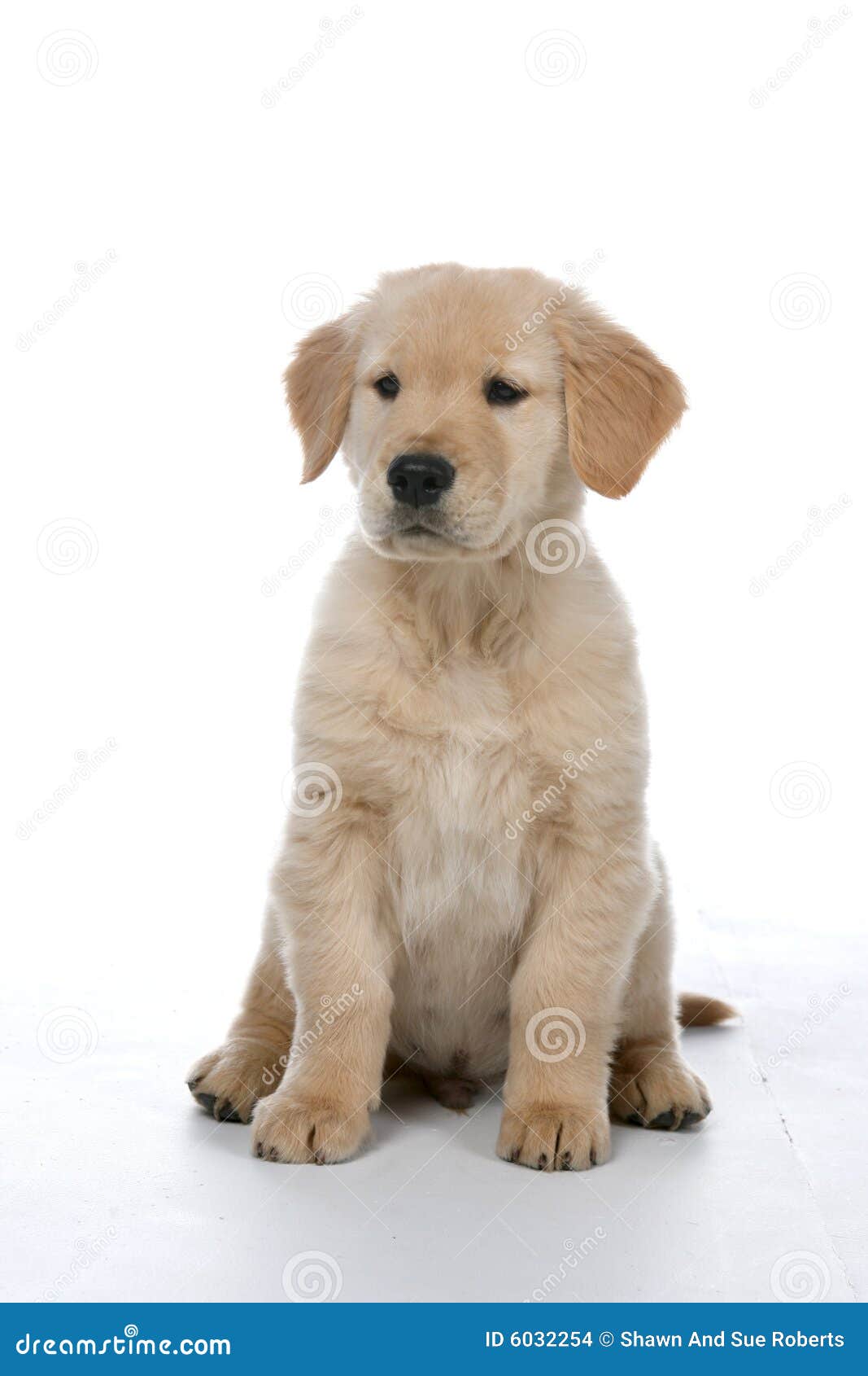 Puppy sitting stock photo. Image of retriever, aminal - 6032254