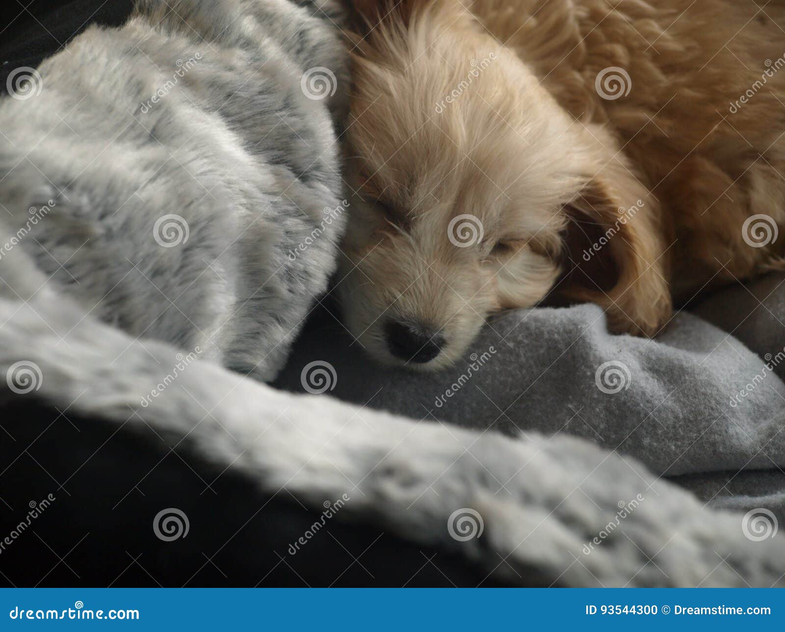 Puppy Sleeping in Bed stock photo. Image of abstract - 93544300