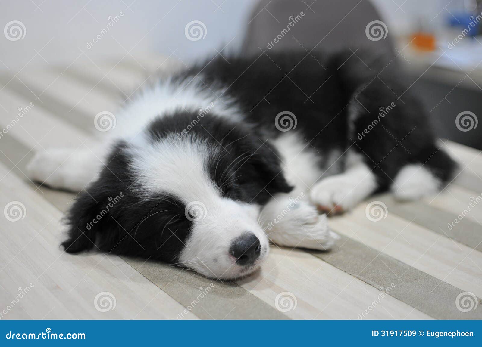 Where Should My Border Collie Sleep