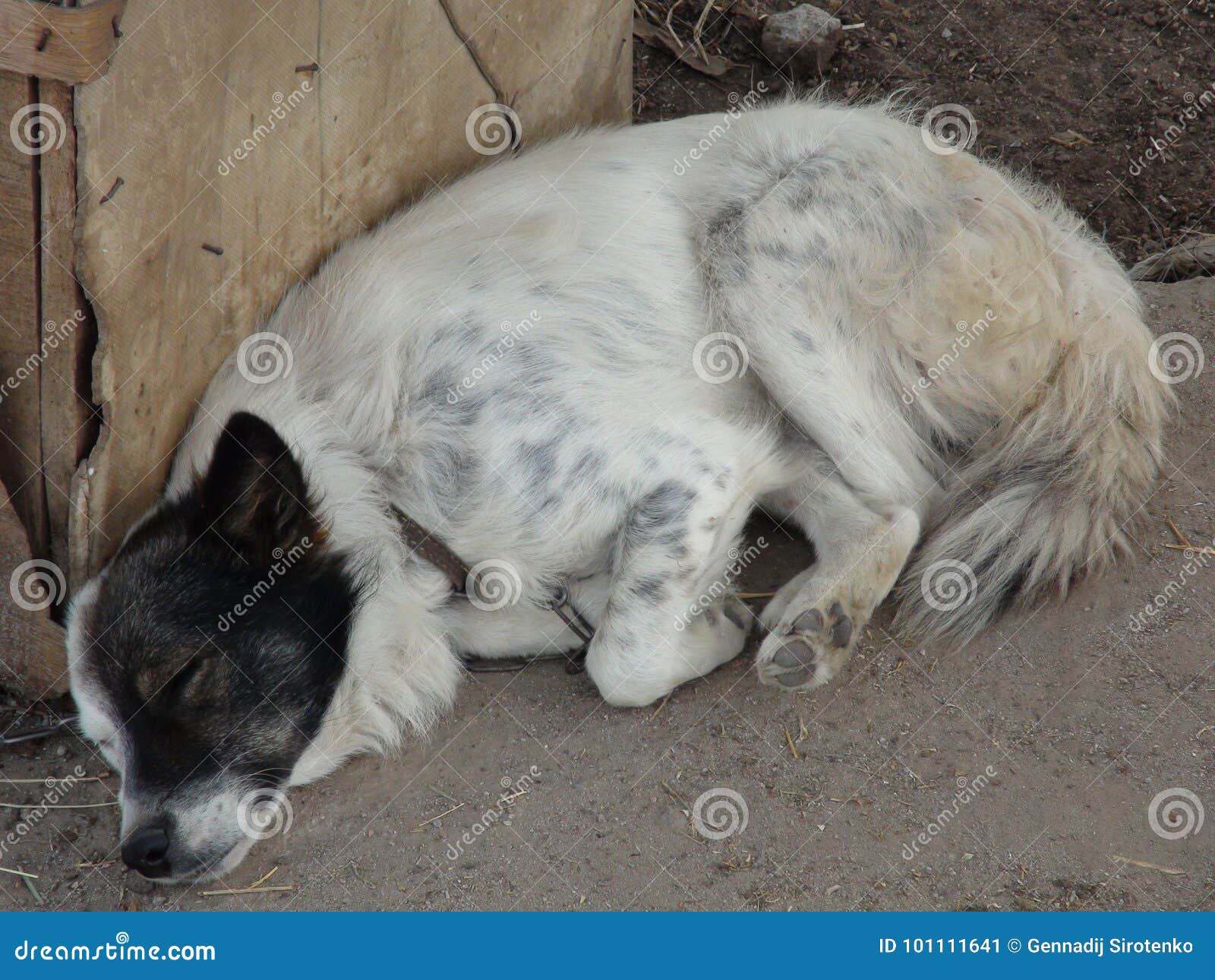 The puppy. stock image. Image of green, life, garden - 101111641