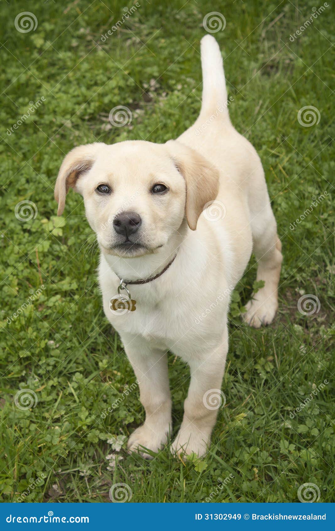 Puppy stock image. Image of tags, puppy, snout, ears - 31302949