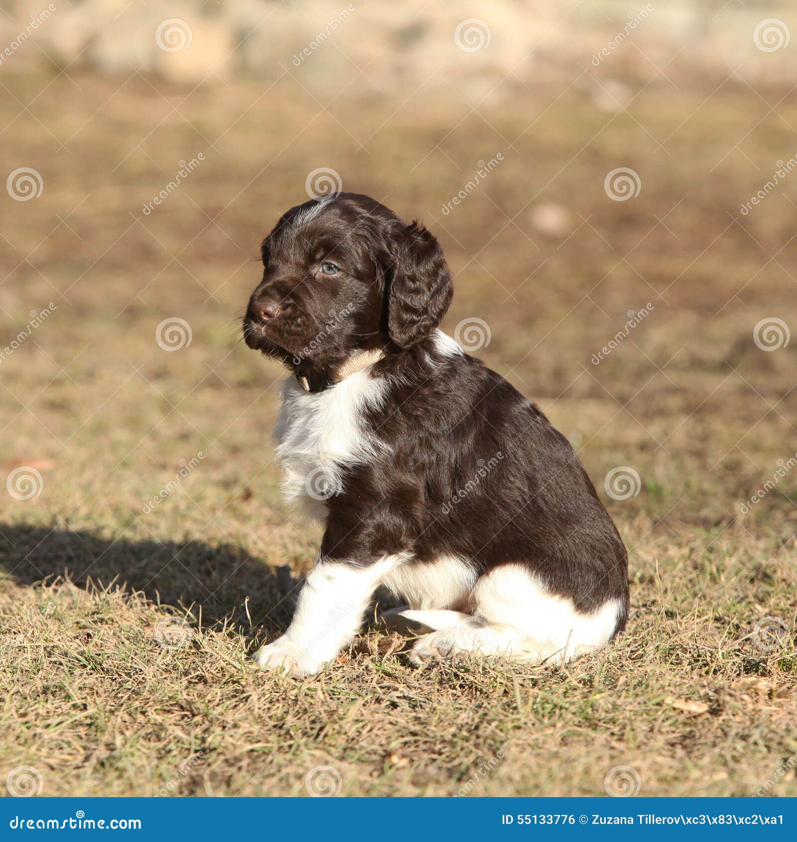 Puppy of Small Munsterlander Stock Photo - Image of tranquility, young ...