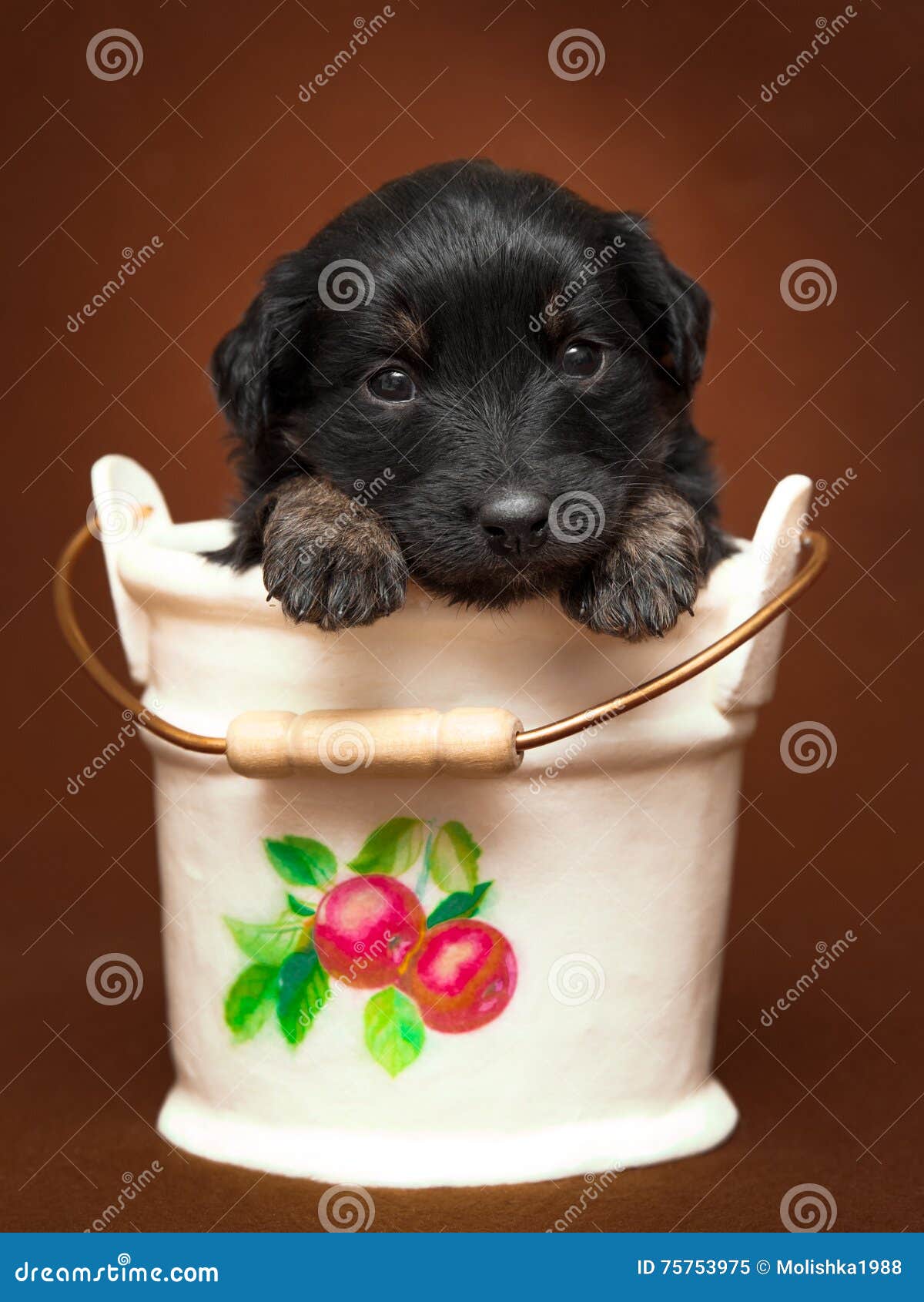 Puppy in small pail stock image. Image of cuddly, pail - 75753975