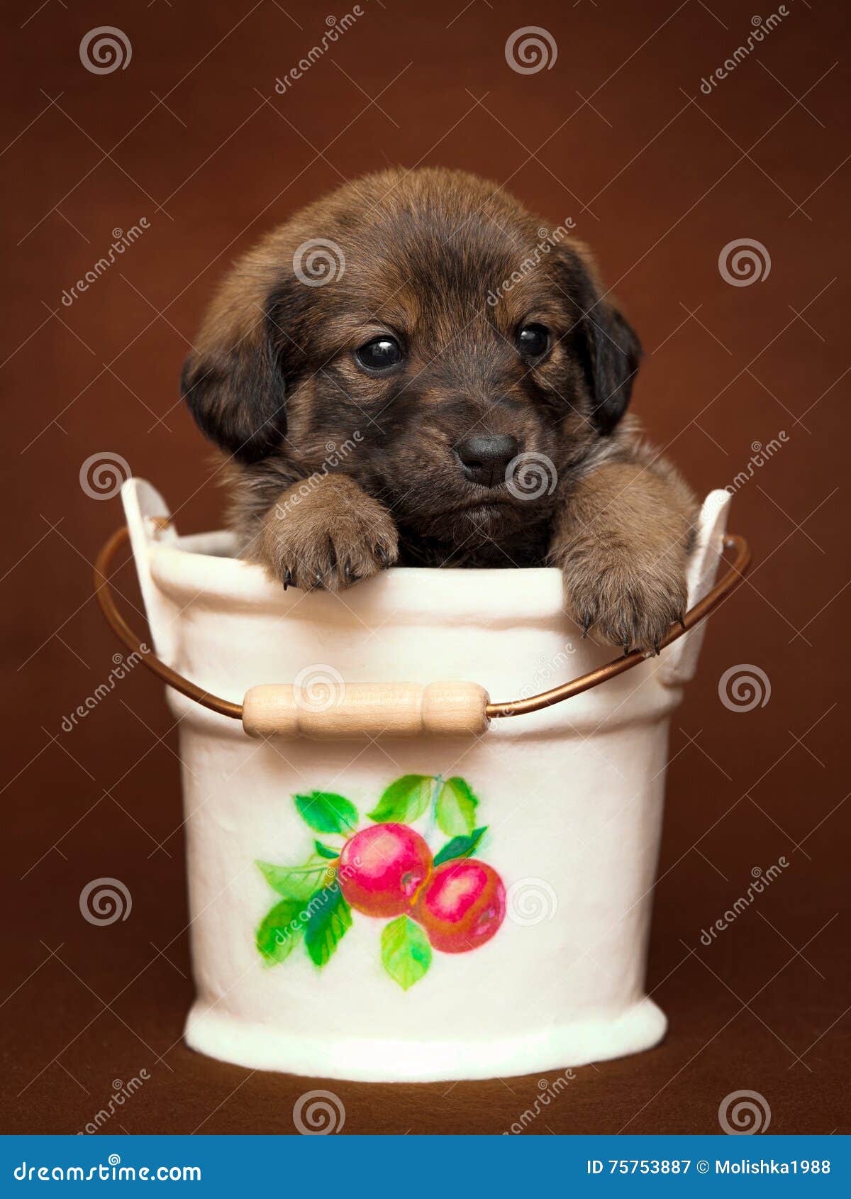 Puppy in small pail stock image. Image of green, love - 75753887