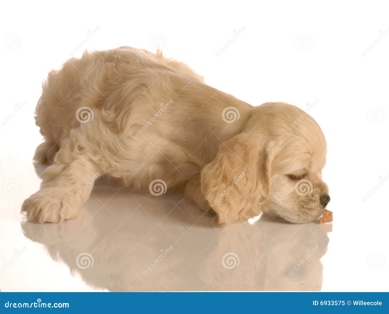 Puppy sniffing for food stock image. Image of friend, isolated - 6933575