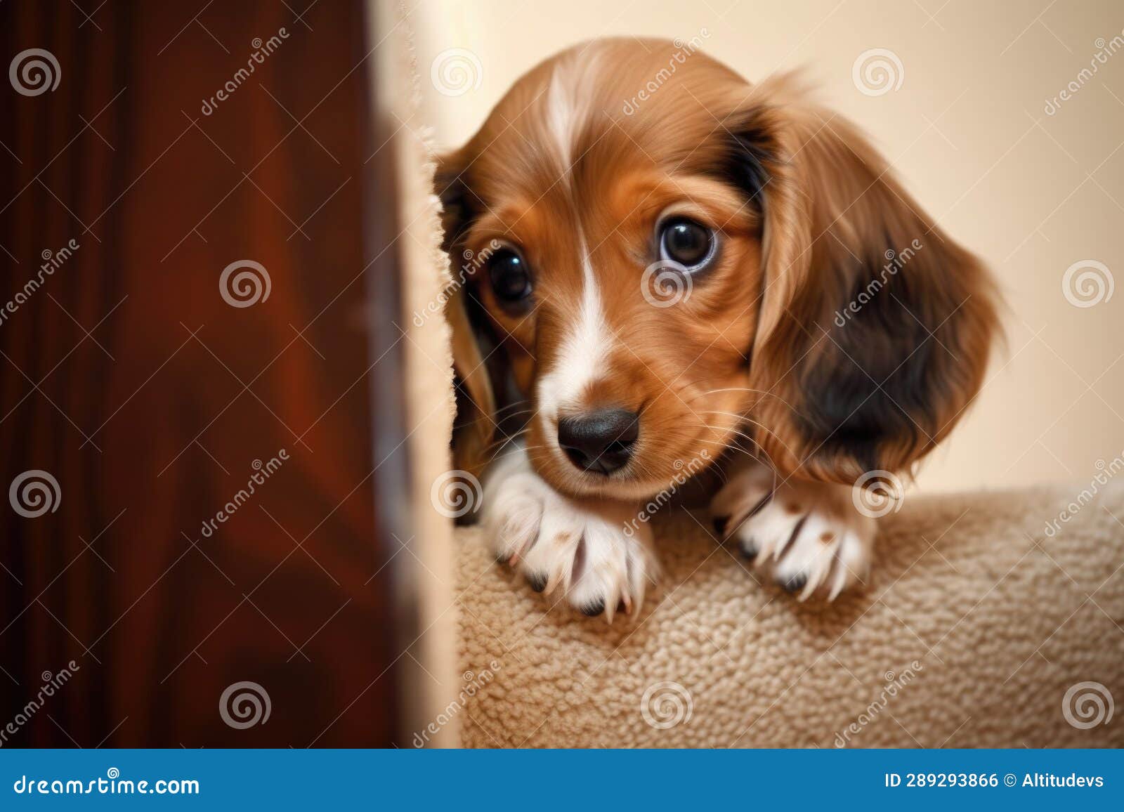 Puppy Sniffing Stairs, Curious about Climb Stock Photo - Image of climb ...