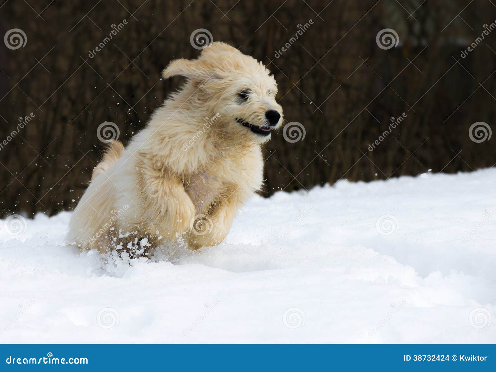 Puppy in the snow stock photo. Image of pedigree, brown - 38732424