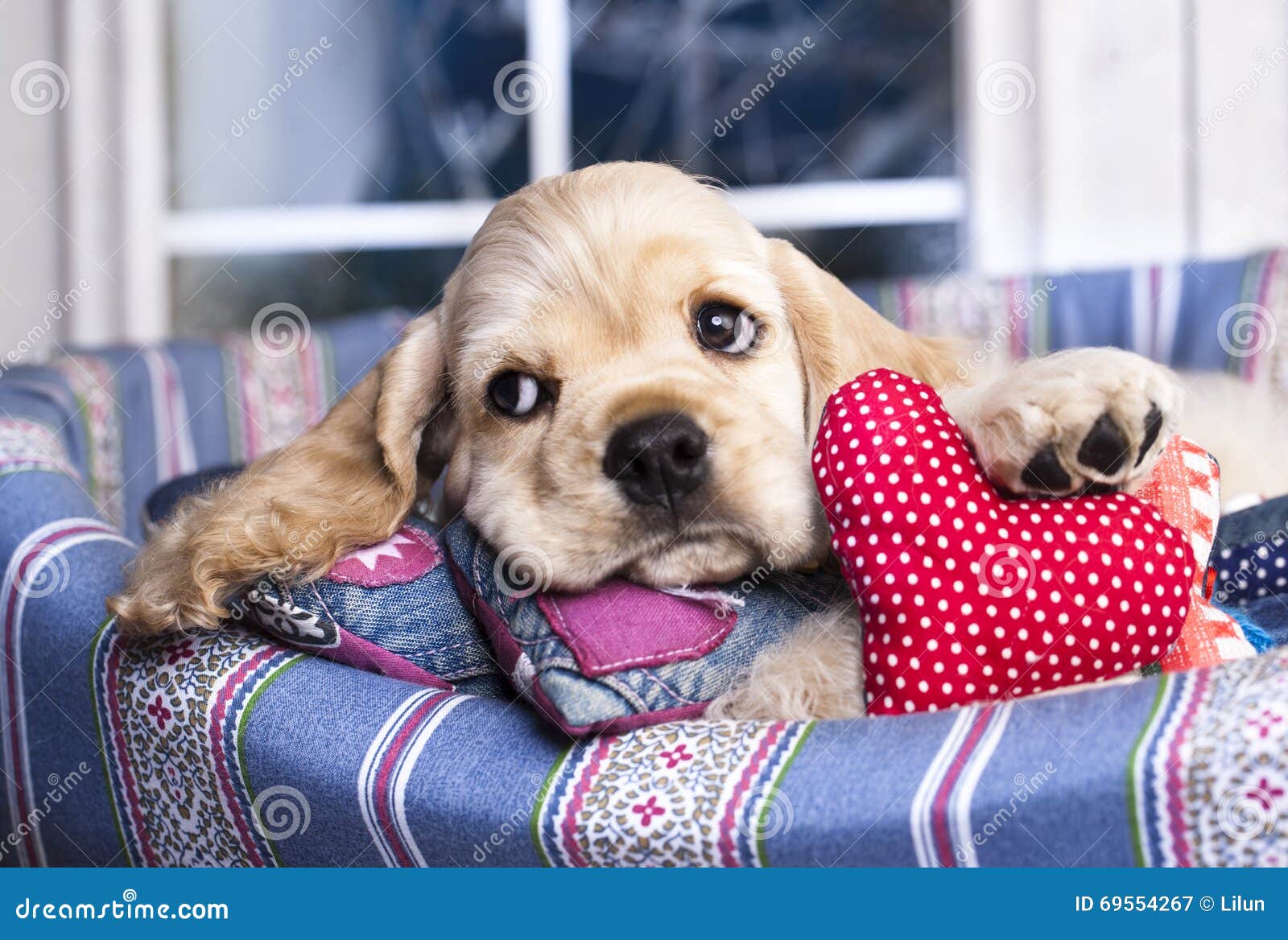 Puppy Spaniel and Valentine Heart Stock Image - Image of cute, cloth ...