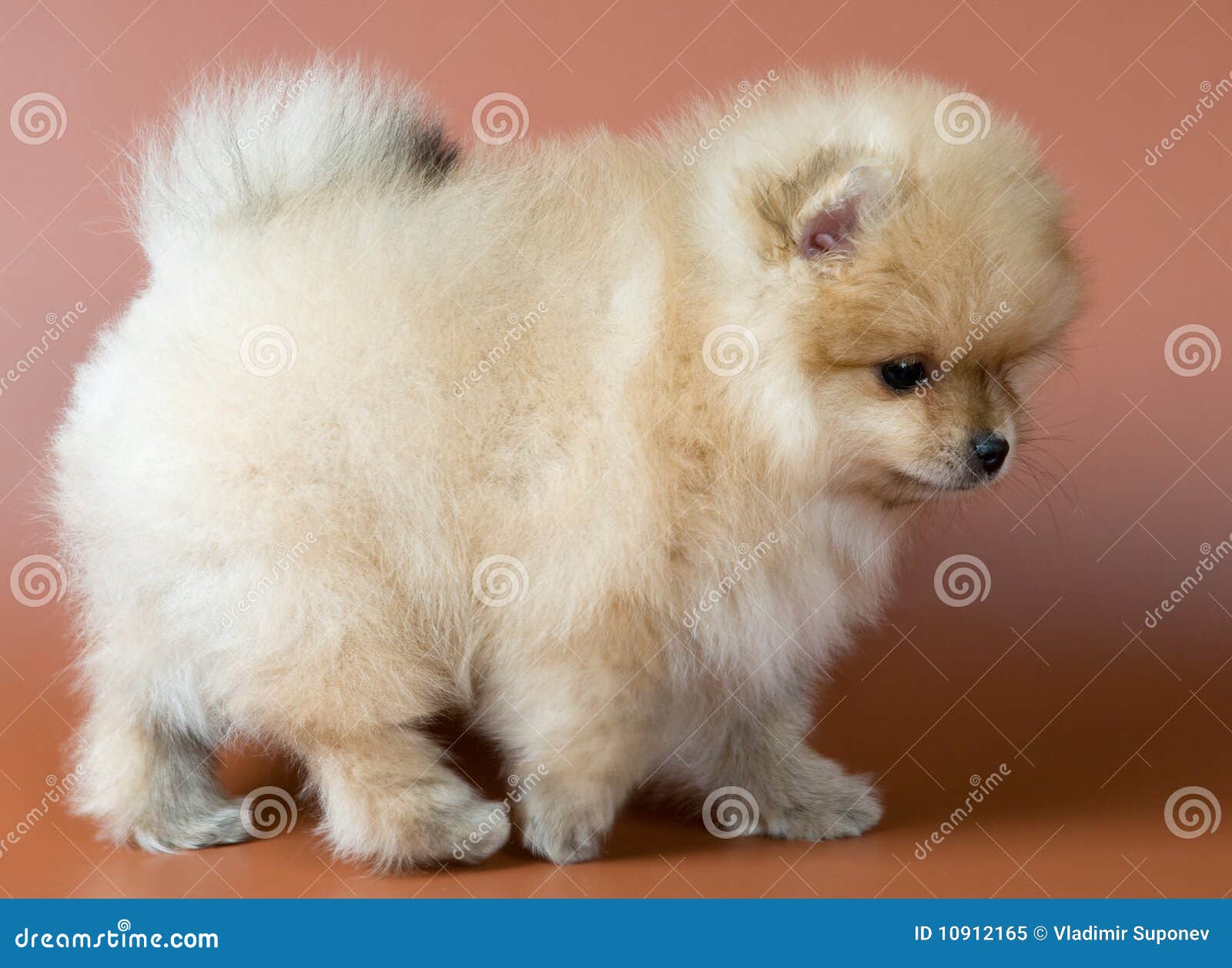 Puppy of a spitz-dog stock image. Image of pets, studio - 10912165