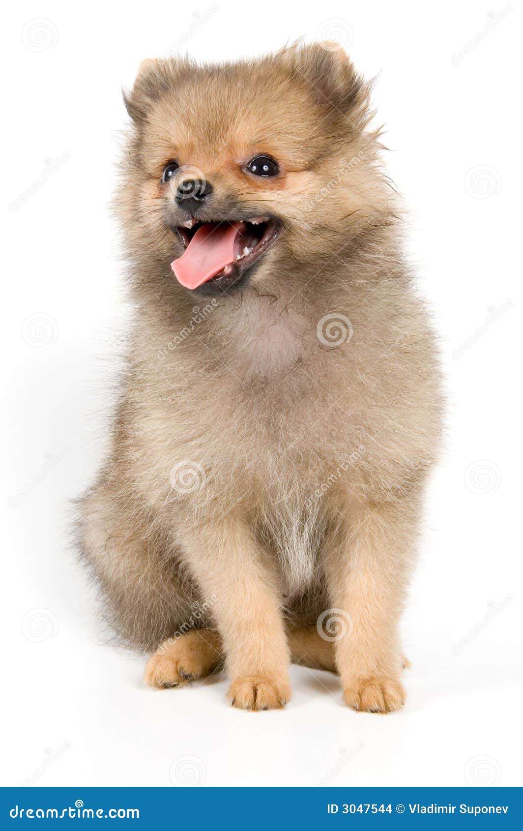 The puppy of the spitz-dog stock photo. Image of studio - 3047544