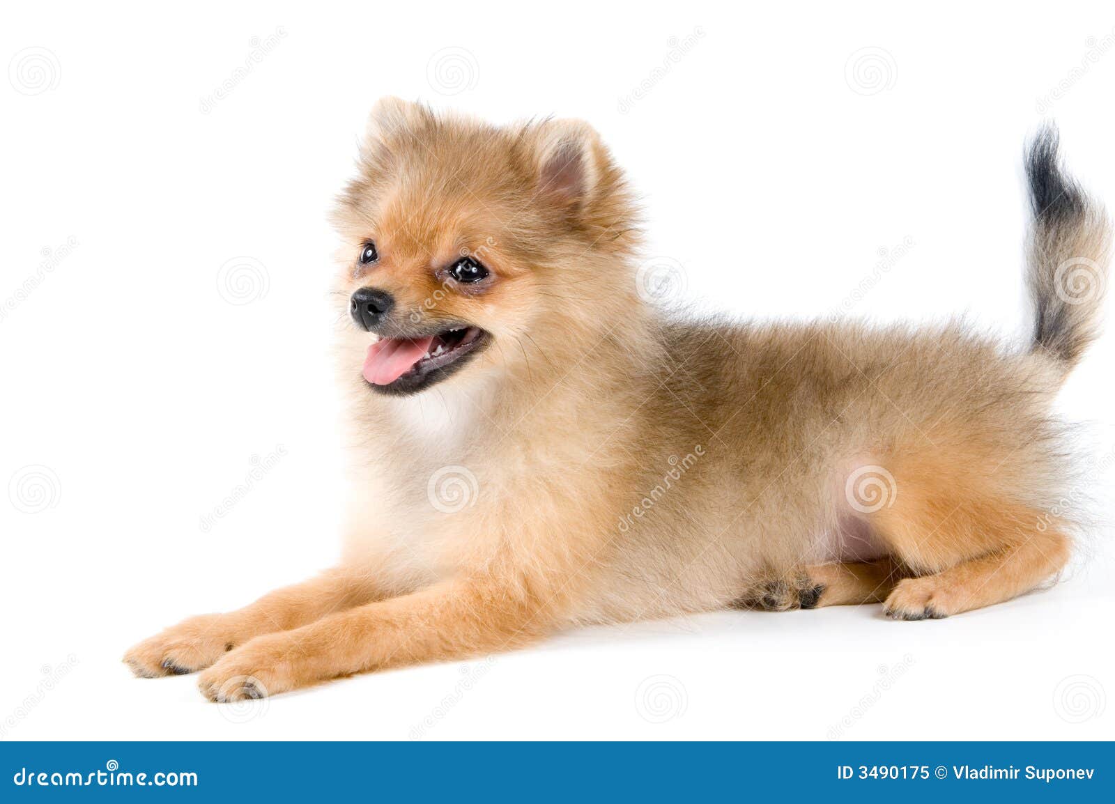 The puppy of the spitz-dog stock image. Image of pedigreed - 3490175