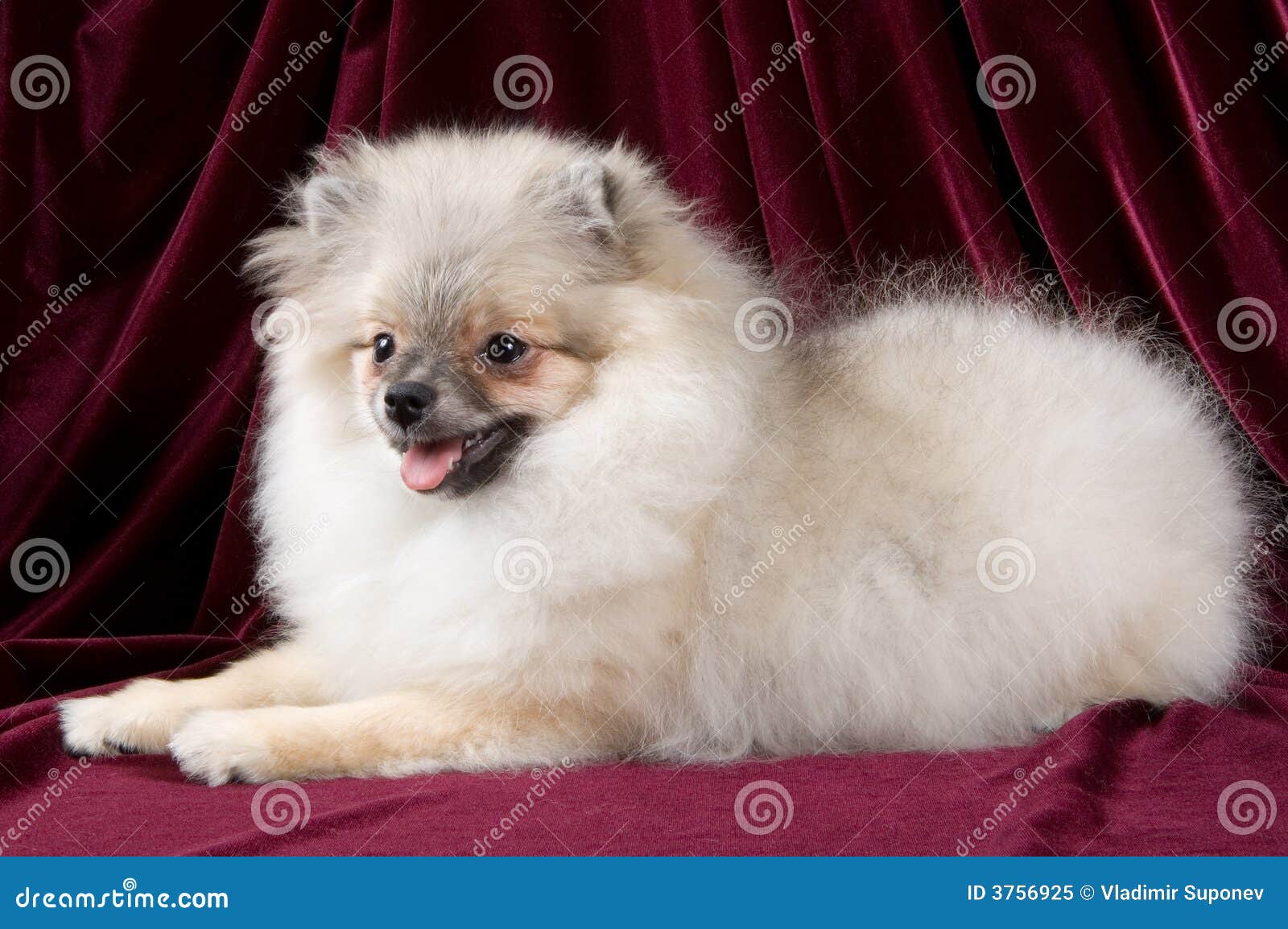 The puppy of the spitz-dog stock image. Image of studio - 3756925