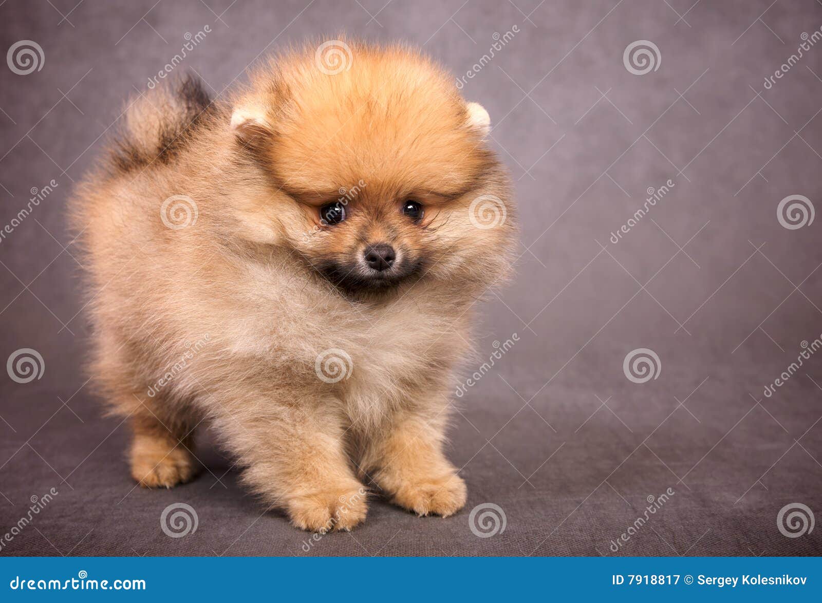 Puppy of the spitz-dog stock image. Image of beast, pedigreed - 7918817