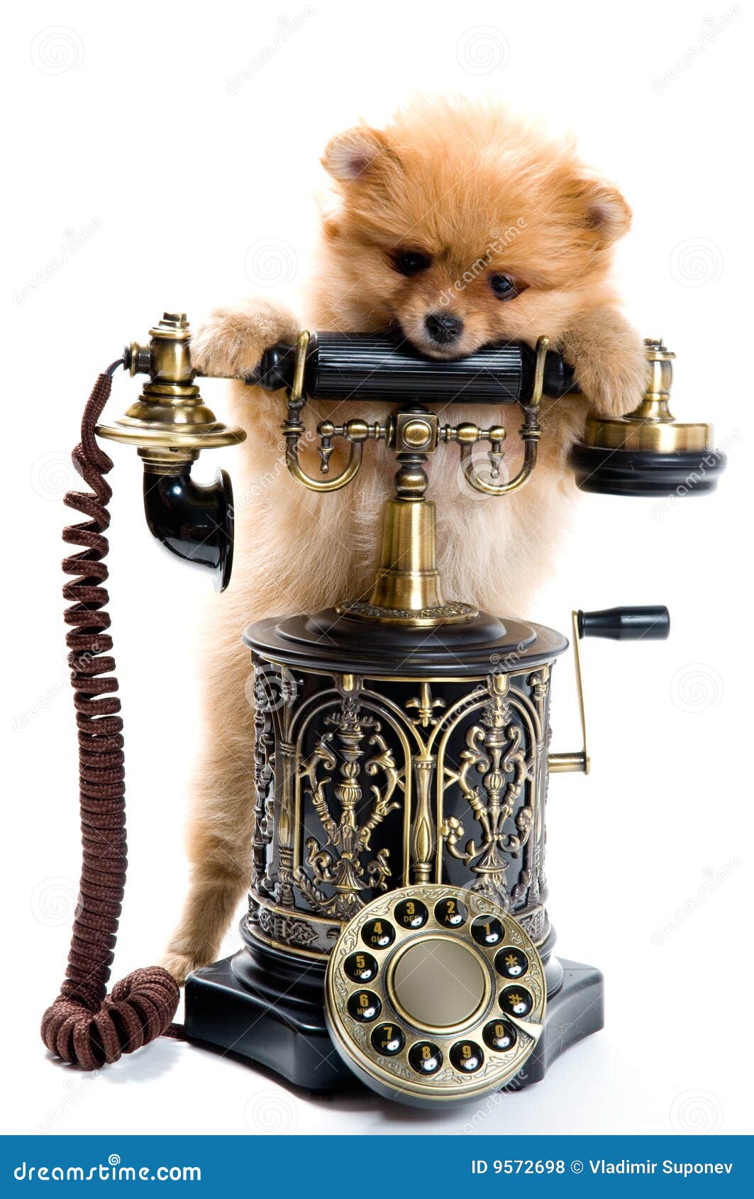 Puppy of a Spitz-dog with Phone Stock Photo - Image of love, mobility ...