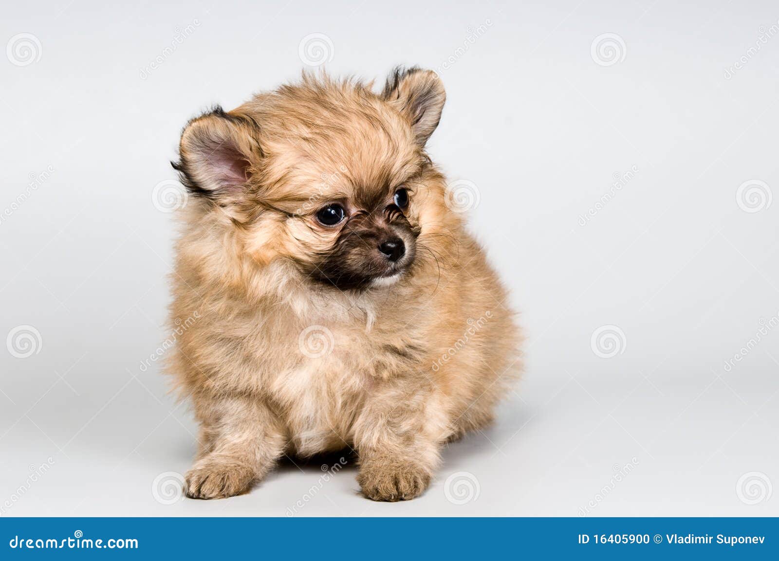 Puppy of the Spitz-dog in Studio Stock Photo - Image of mammals, face ...